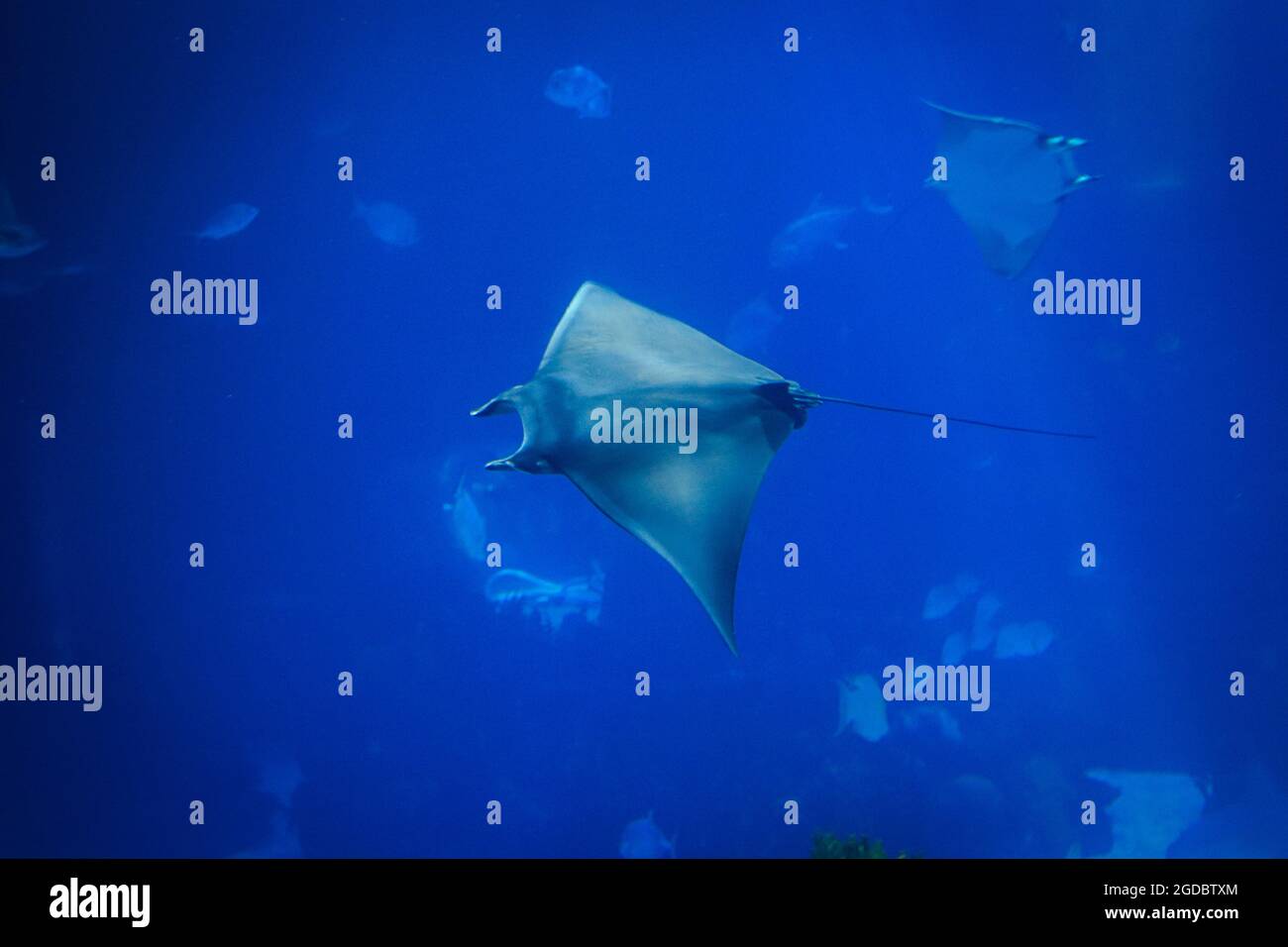 Devil fish (Mobula mobular), also known as the giant devil ray Stock Photo - Alamy