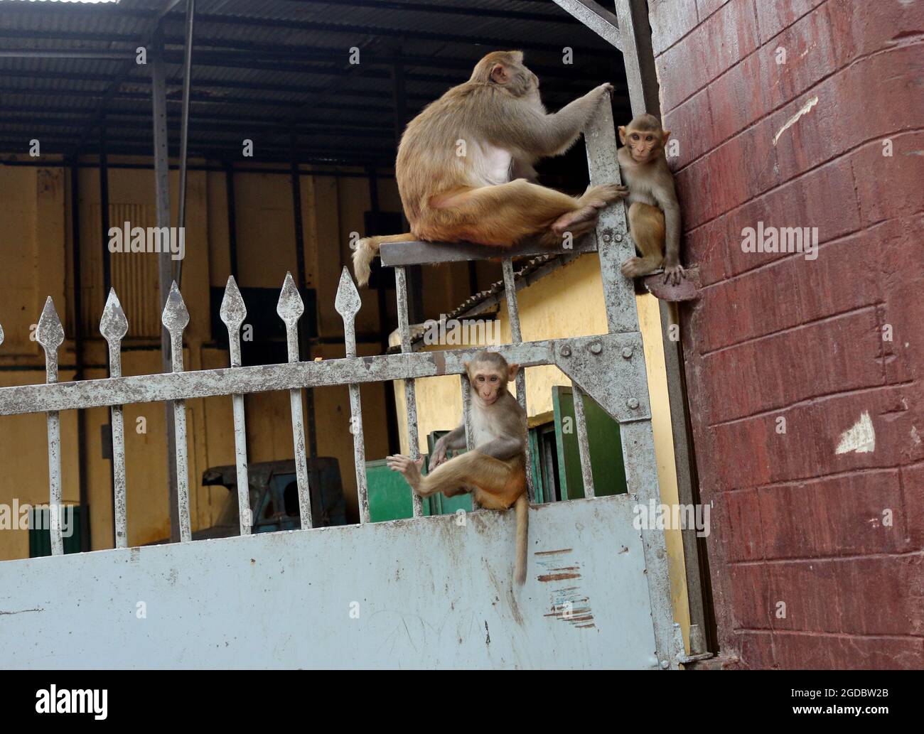 August 12,2021, Dhaka, Bangladesh: Urban monkeys waits for food on the ...