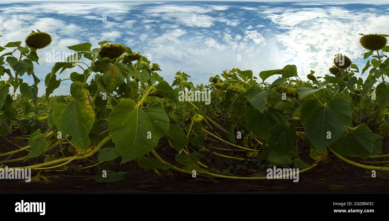 Summer farming field with sunflowers in sunny day. Field of sunflowers ...