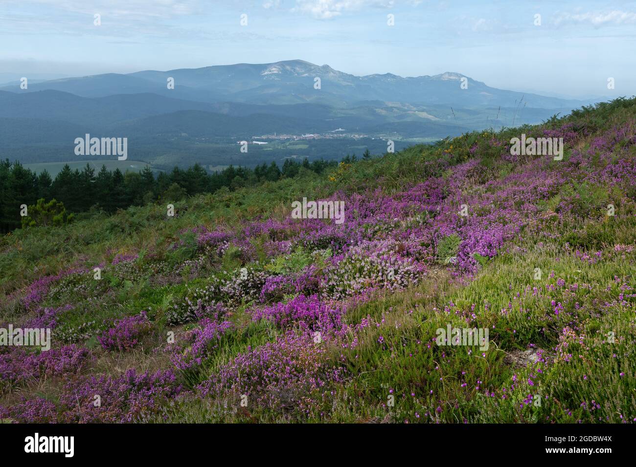 Heather field in bloom, Urkiola natural park in Basque Country, Spain ...