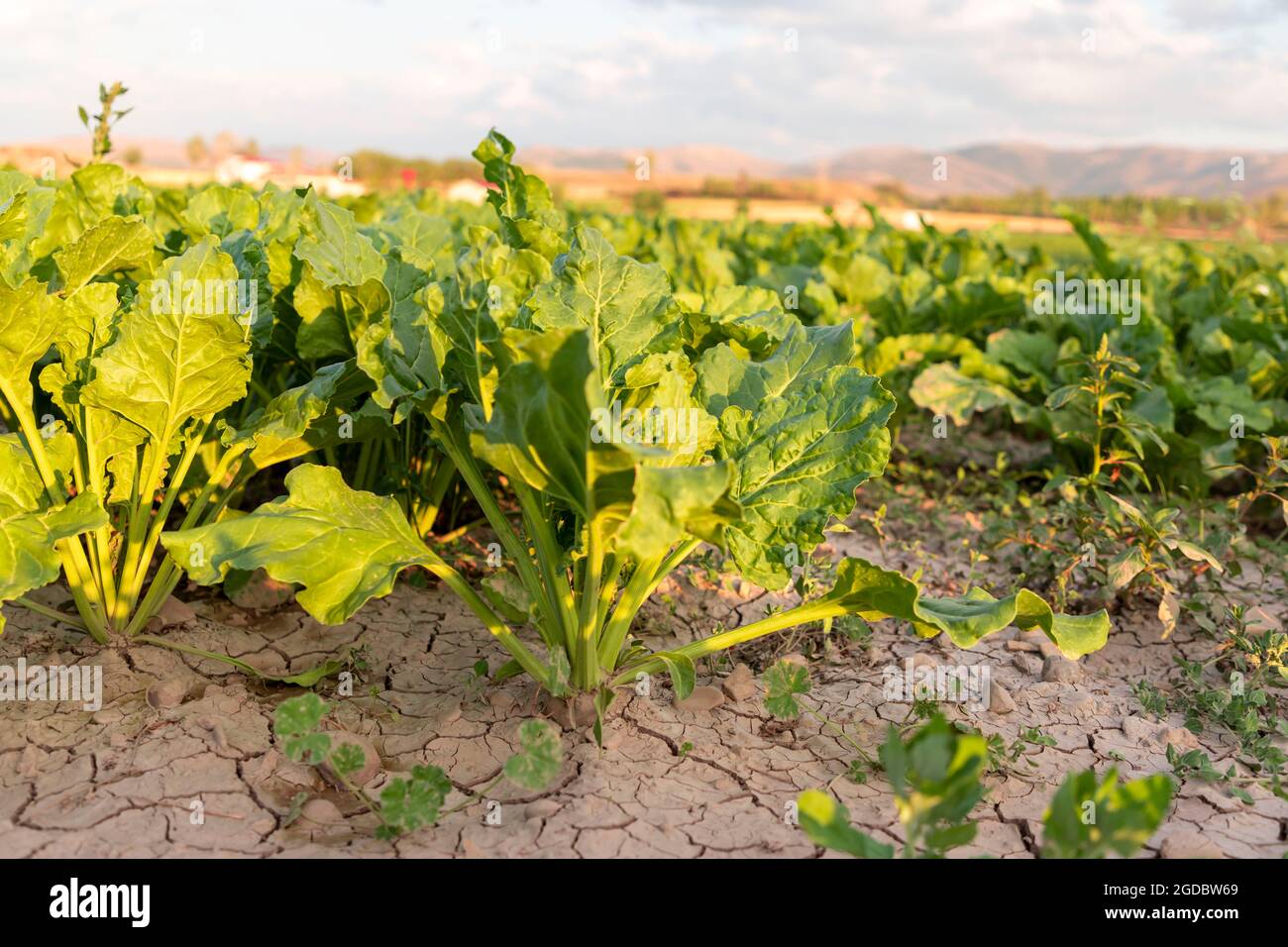 Sugar beet cut with leaves Stock Photo - Alamy