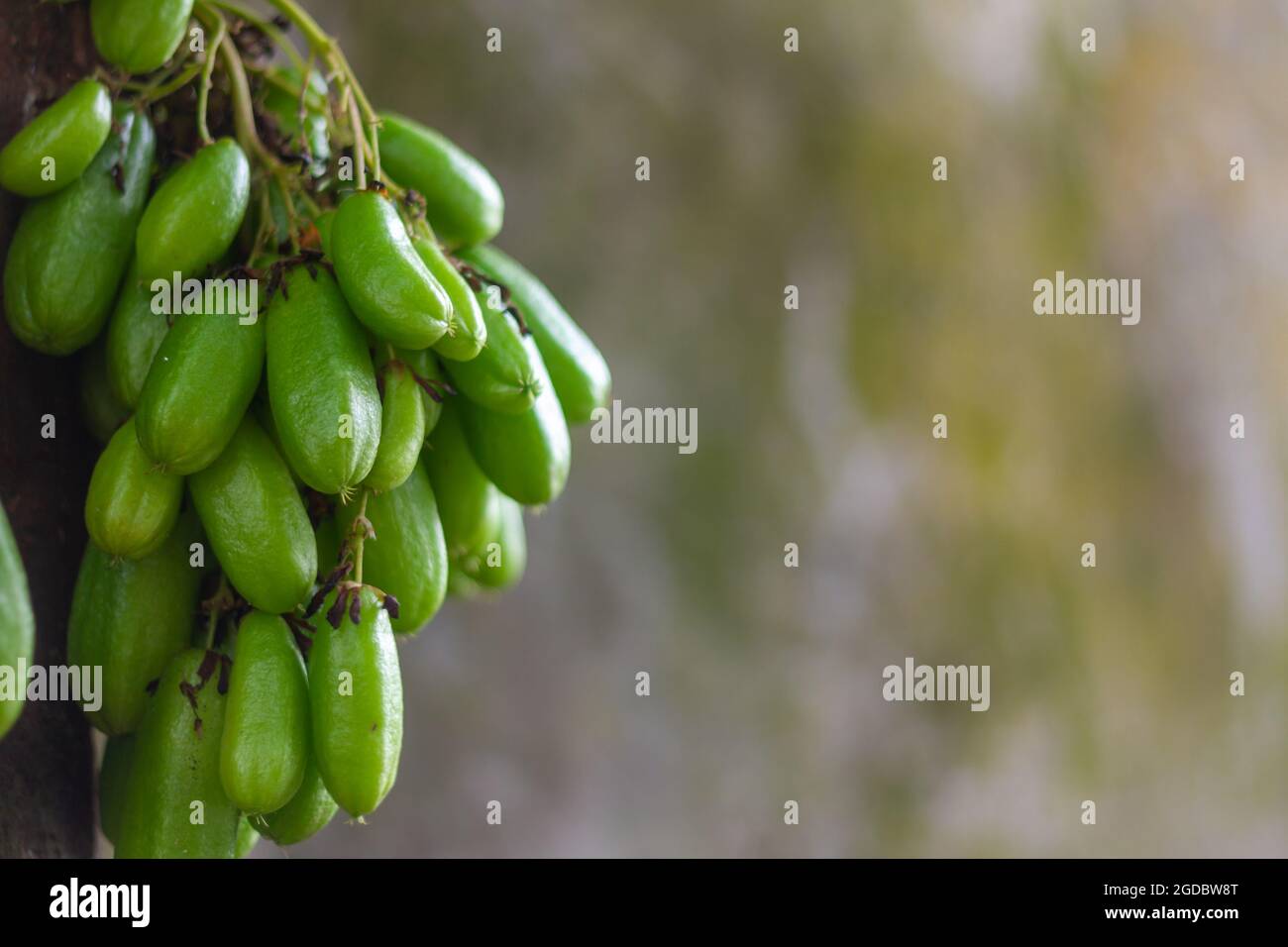 The wuluh star fruit tree is bearing fruit, the fruit is still small ...