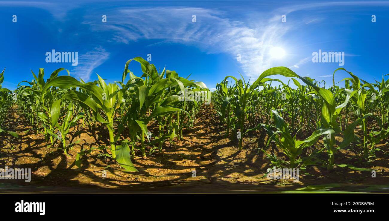 Beautiful summer landscape of a corn field. Countryside Landscape With ...