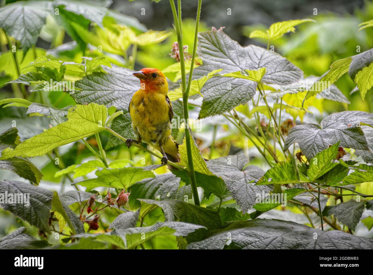 Male Western Tanager (Piranga ludoviciana) perching in a thimbleberry ...