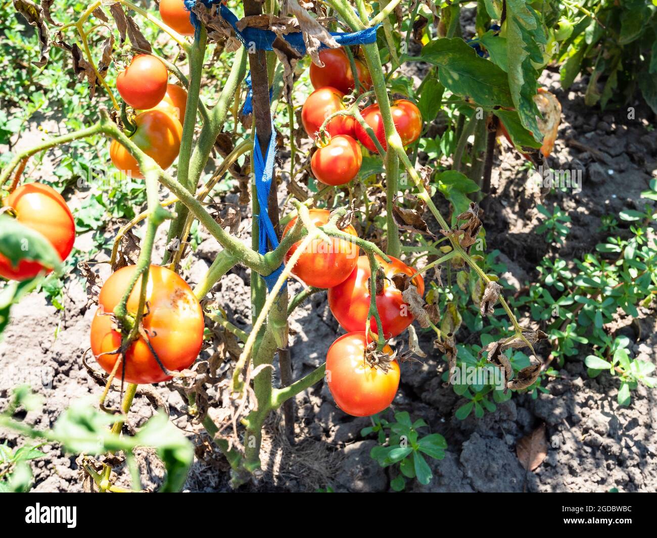 above view of ripe tomato fruits closeup on bush in home garden on ...