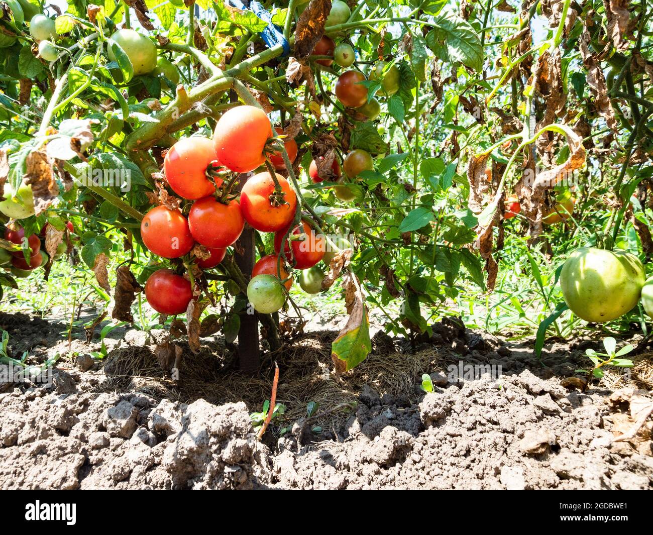 bottom view of ripe tomato fruits closeup on bush in home garden on ...