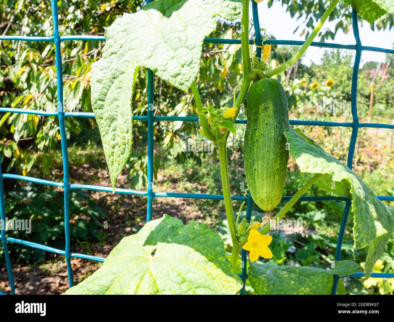 ripe cucumber on netting in home garden closeup on sunny summer day ...