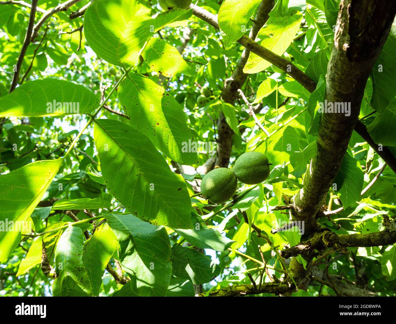 Madeira walnut tree hi-res stock photography and images - Alamy