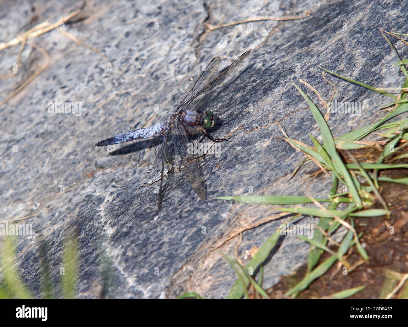 Orthetrum caledonicum, the great blue skimmer sitting on stone in close ...