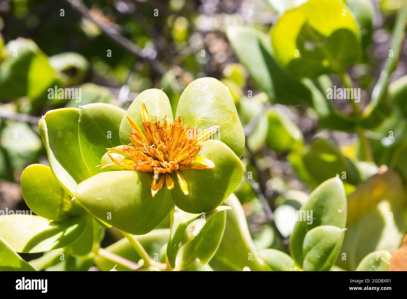 Arid bush in karoo hi-res stock photography and images - Alamy