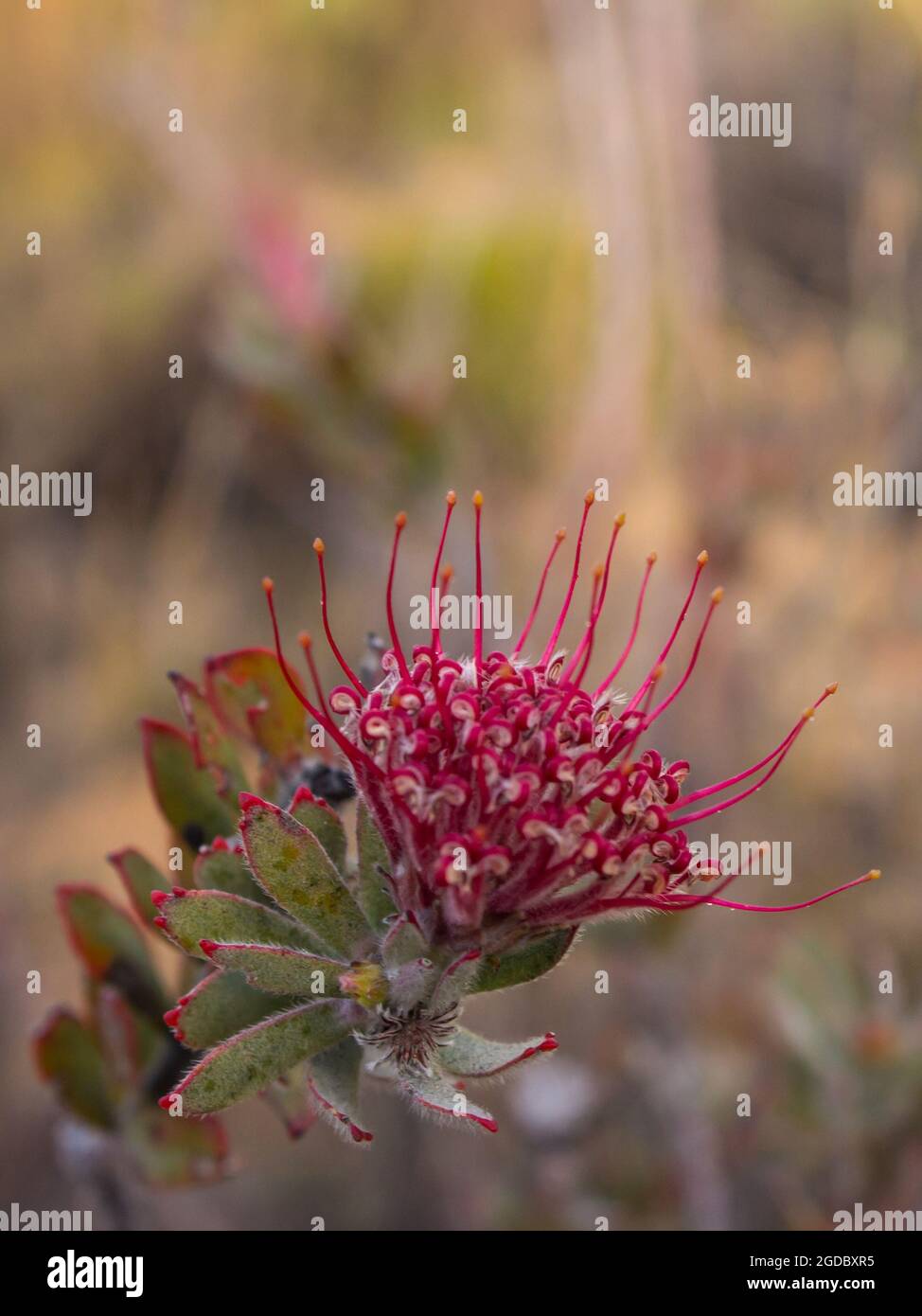 Pink flower of a Strawberry Pincushion, Leucospermum Calligerum, a type ...