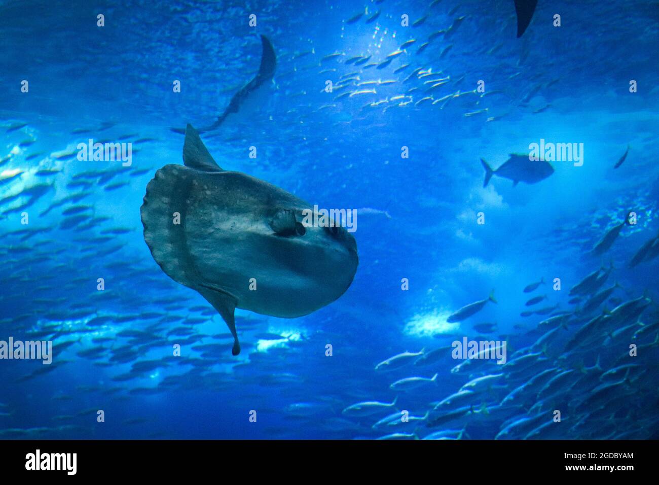 sunfish or common mola (Mola mola) swiming in the ocean Stock Photo - Alamy