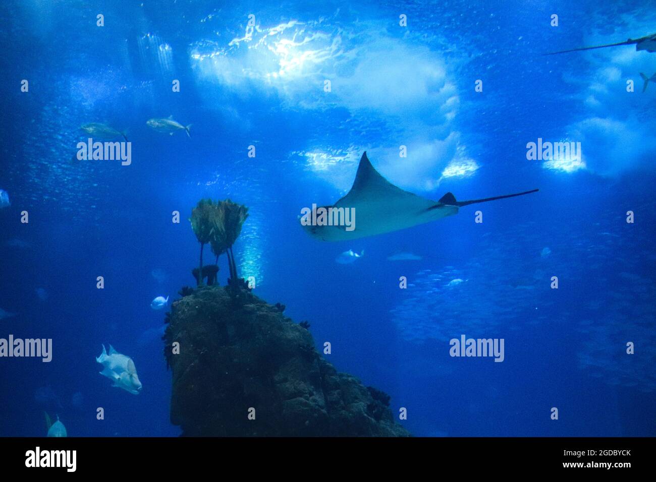 Devil fish (Mobula mobular), also known as the giant devil ray Stock Photo - Alamy