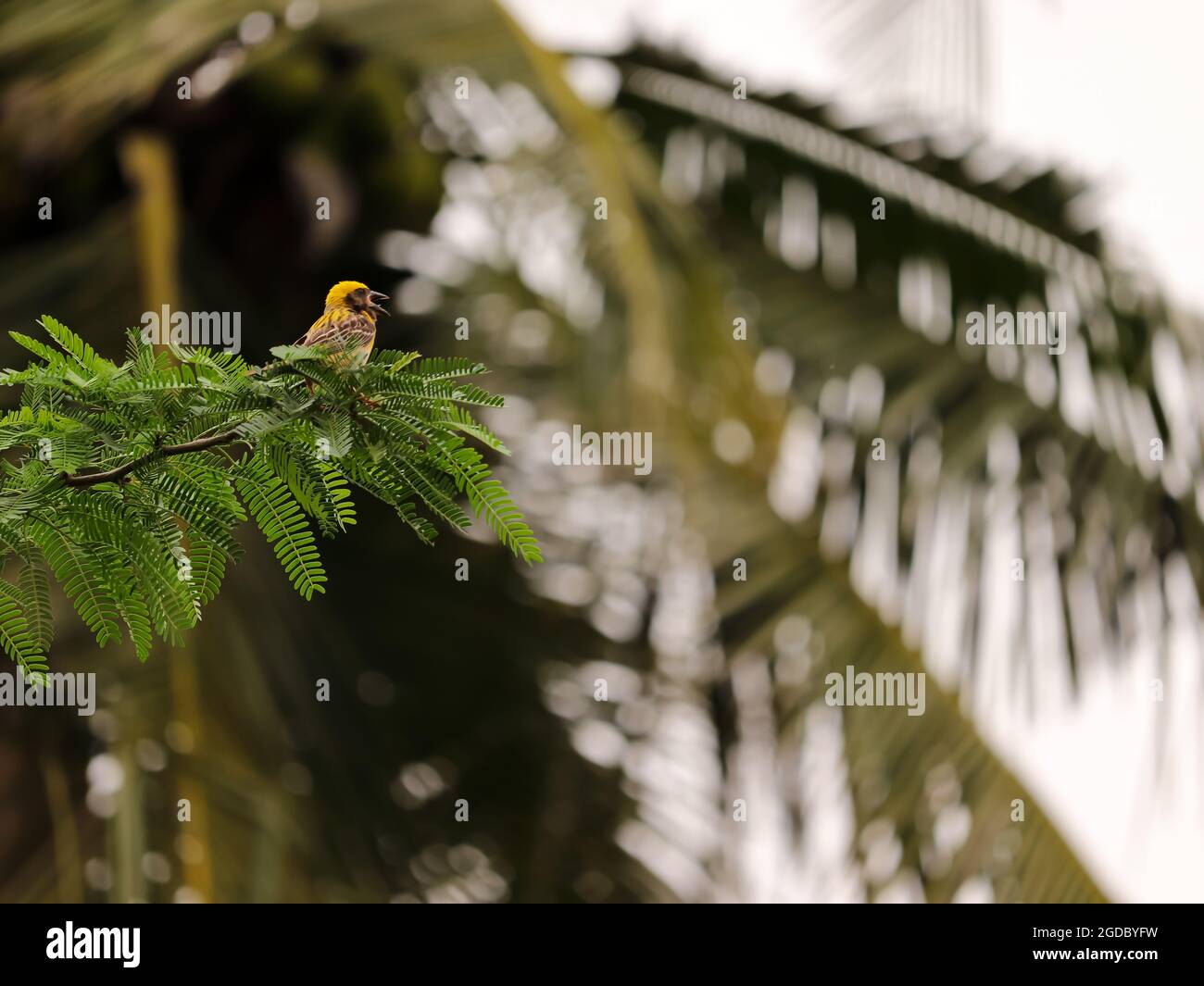 Baya bird palm tree hi-res stock photography and images - Alamy