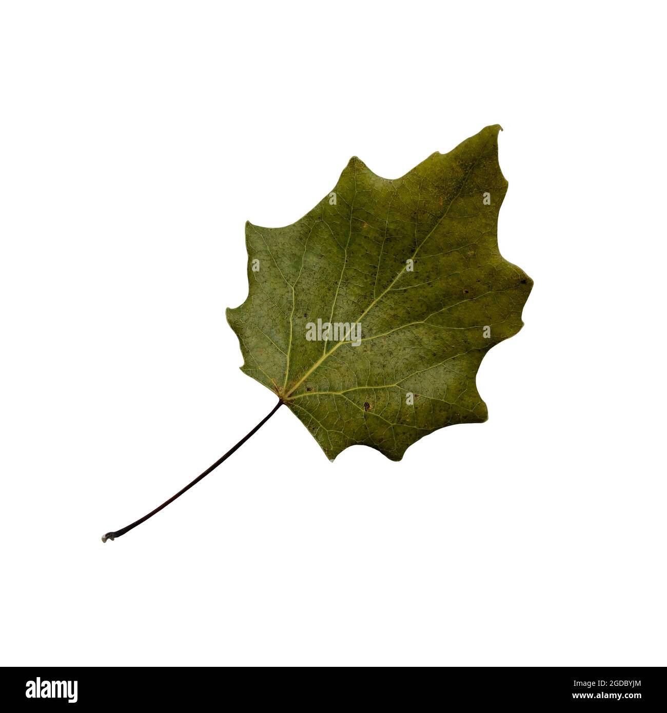 Ugly dry autumn dark green curved leaf close-up on the white background ...