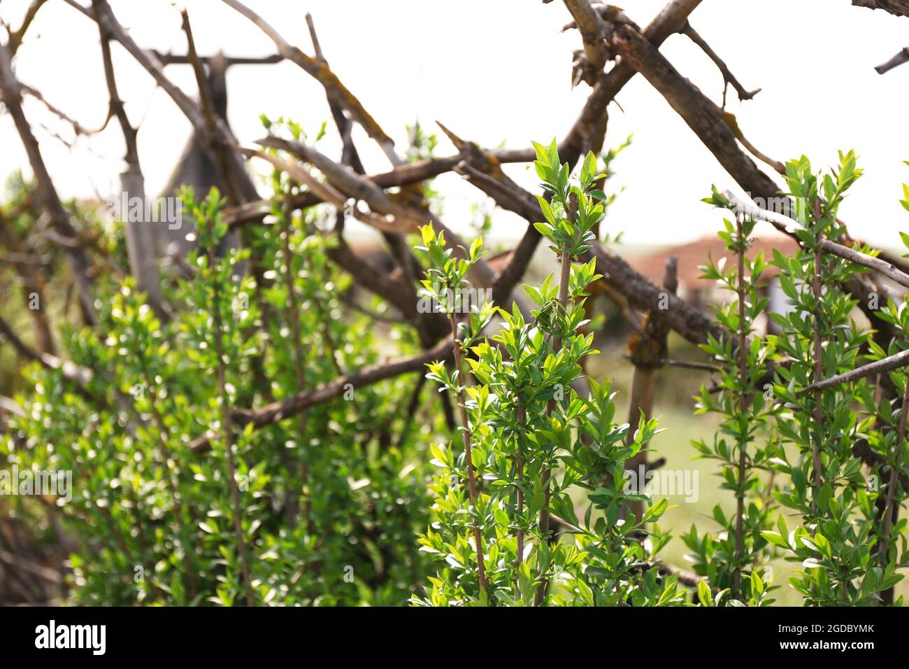Beautiful spring leaves on shrub, outdoors Stock Photo - Alamy