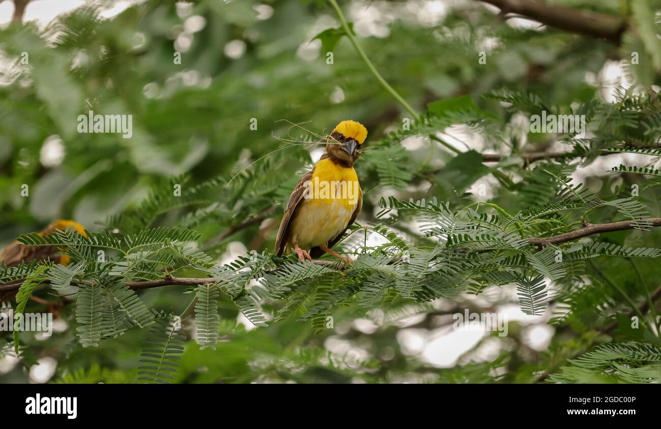 Baya weaver sitting on tree hi-res stock photography and images - Alamy
