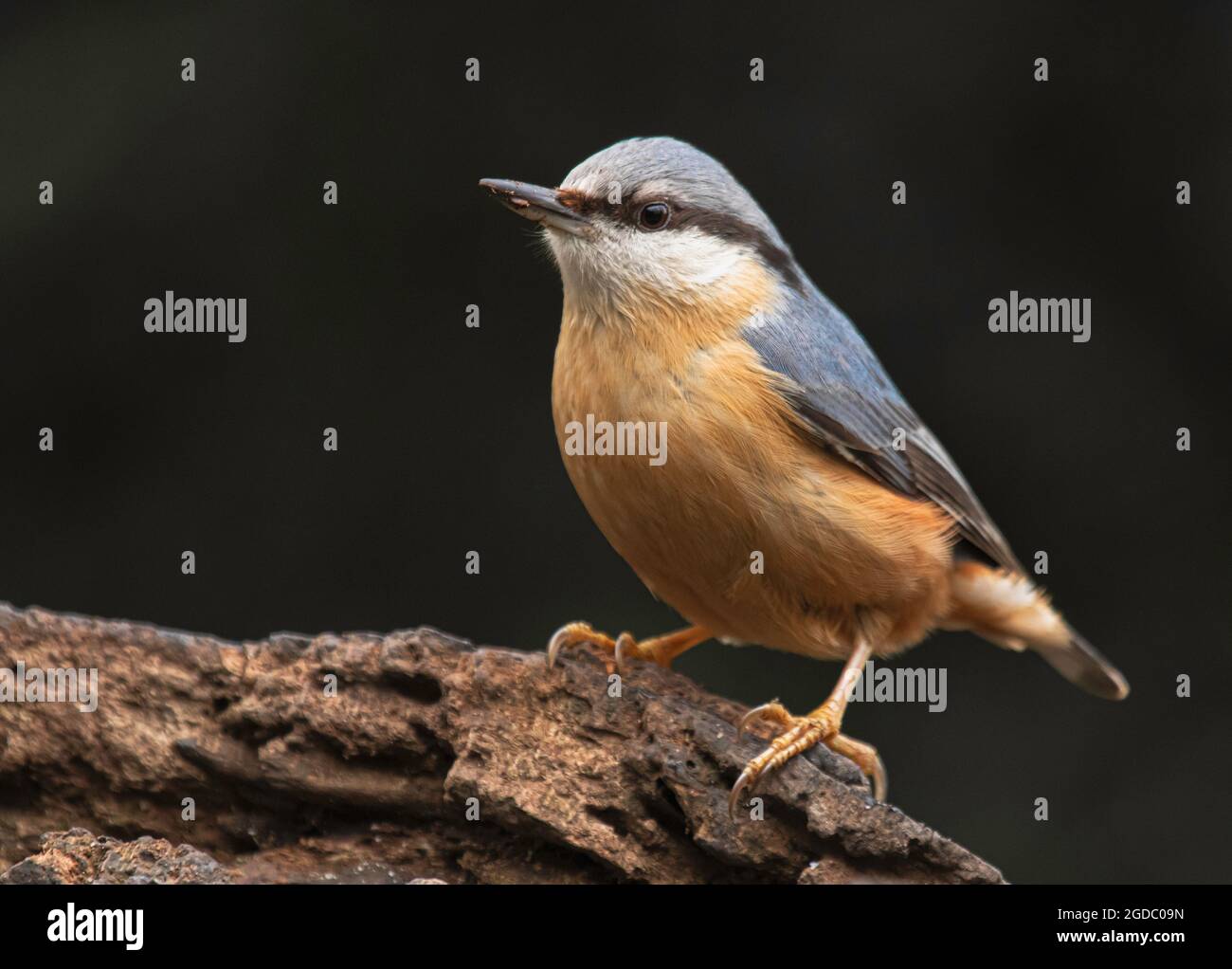 Birds of the world hi-res stock photography and images - Alamy