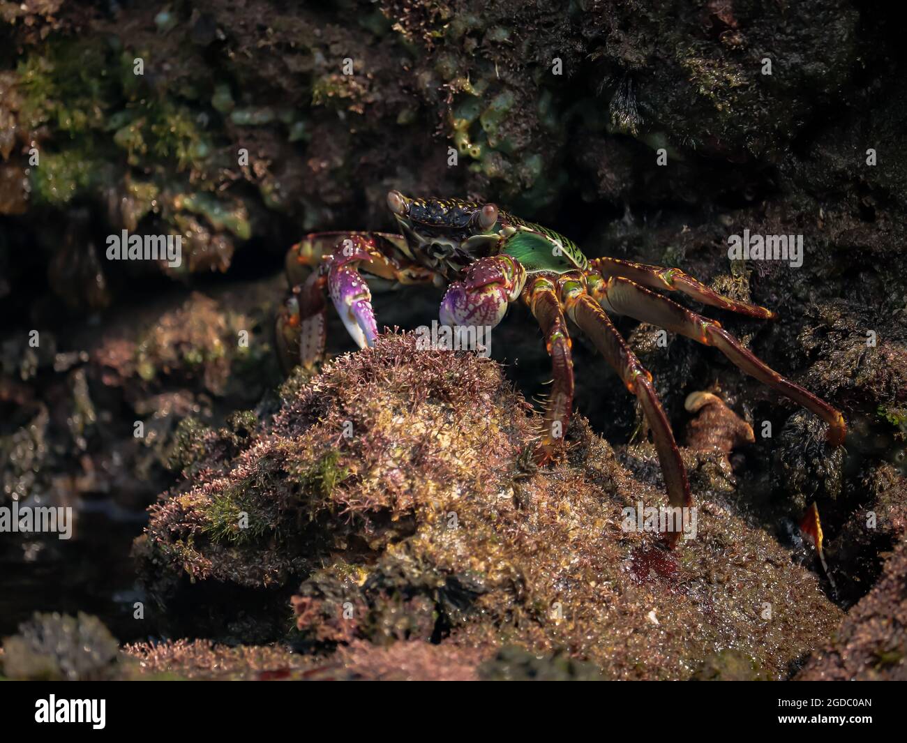 Closeup shot of a crab on a rock covered with moss underwater Stock ...