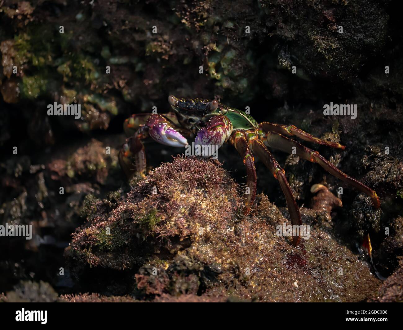 Closeup shot of a crab on a rock covered with moss underwat Stock Photo ...
