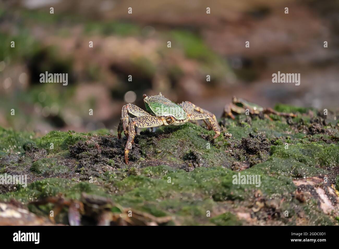 Closeup back view of a crab on a rock covered with moss on a coast ...
