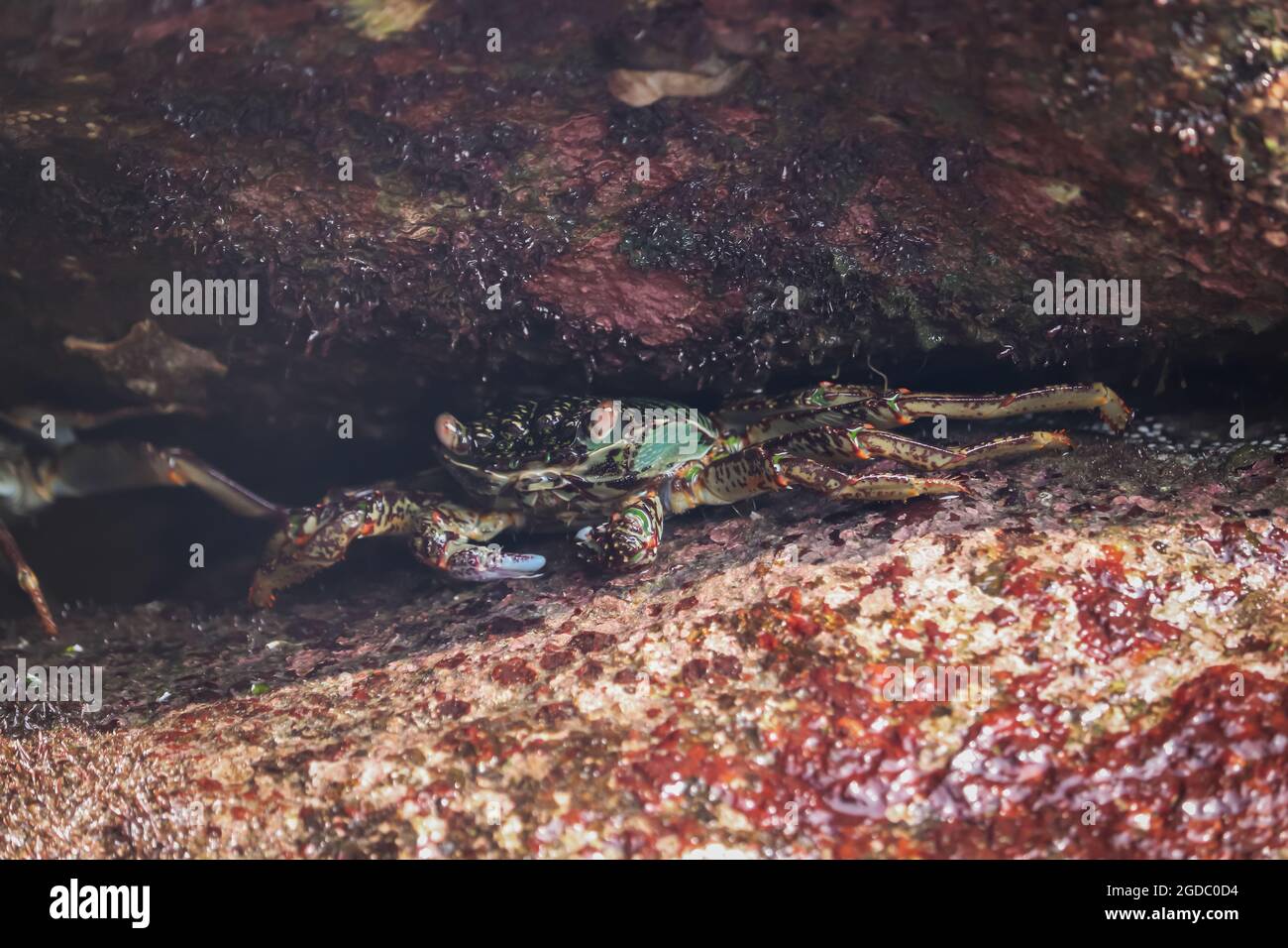 Closeup shot of a crab on a rock covered with moss Stock Photo - Alamy