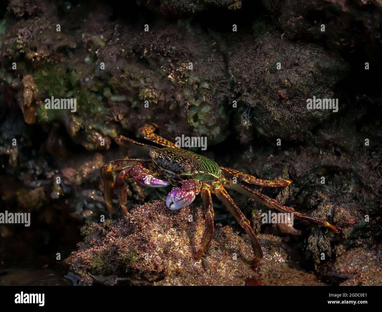 Closeup shot of a crab on a rock covered with moss underwater Stock ...