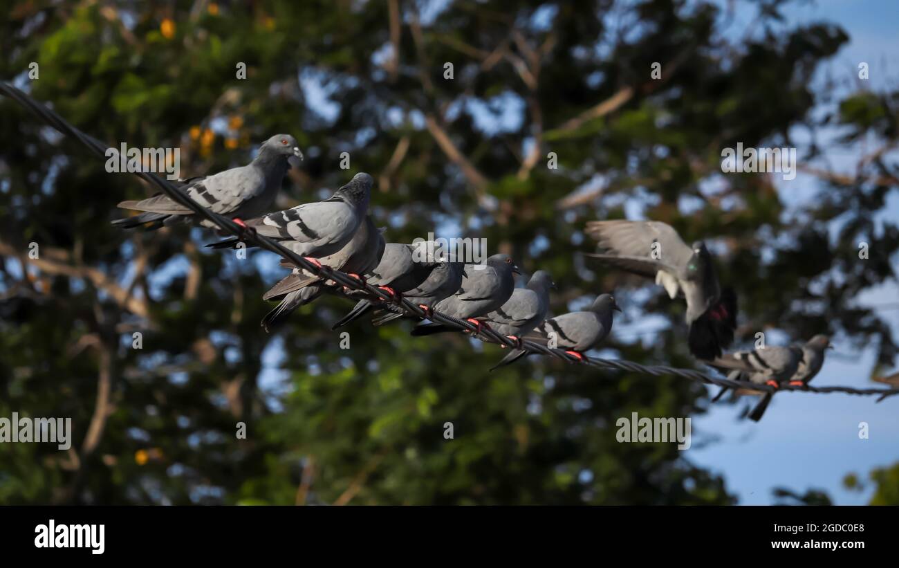 Closeup shot of a group of pigeons sitting on an electric wire Stock ...