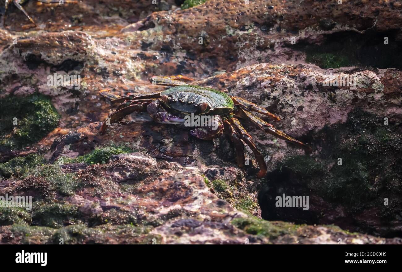Closeup shot of a crab on a rock covered with moss on a coast Stock ...