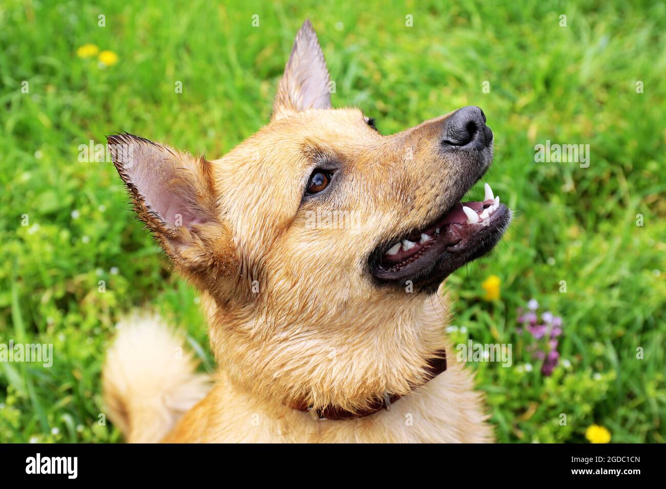 Funny cute dog, outdoors Stock Photo - Alamy