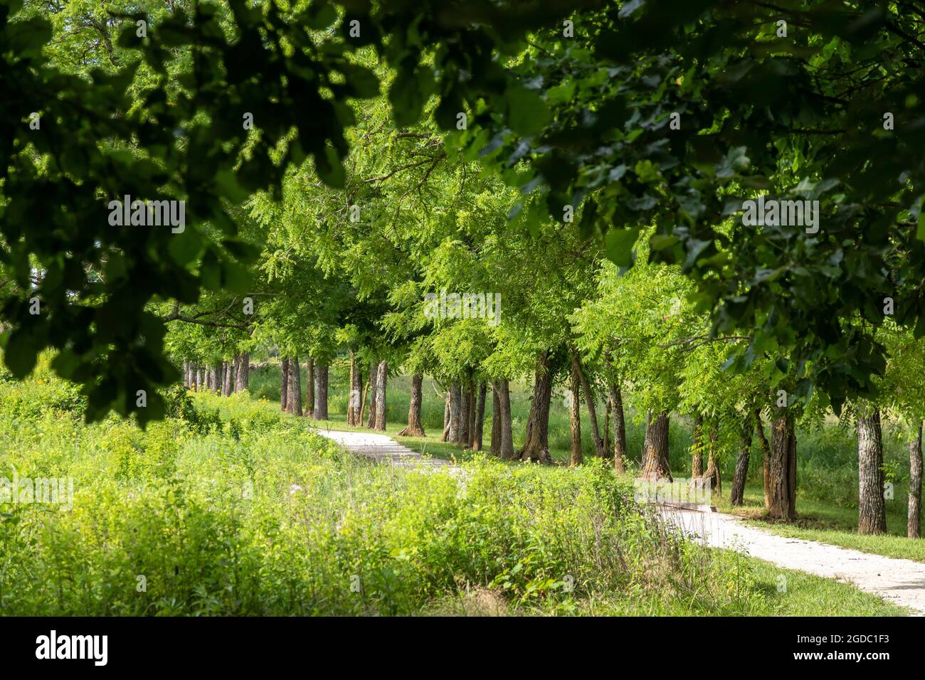 African walnut tree hi-res stock photography and images - Alamy