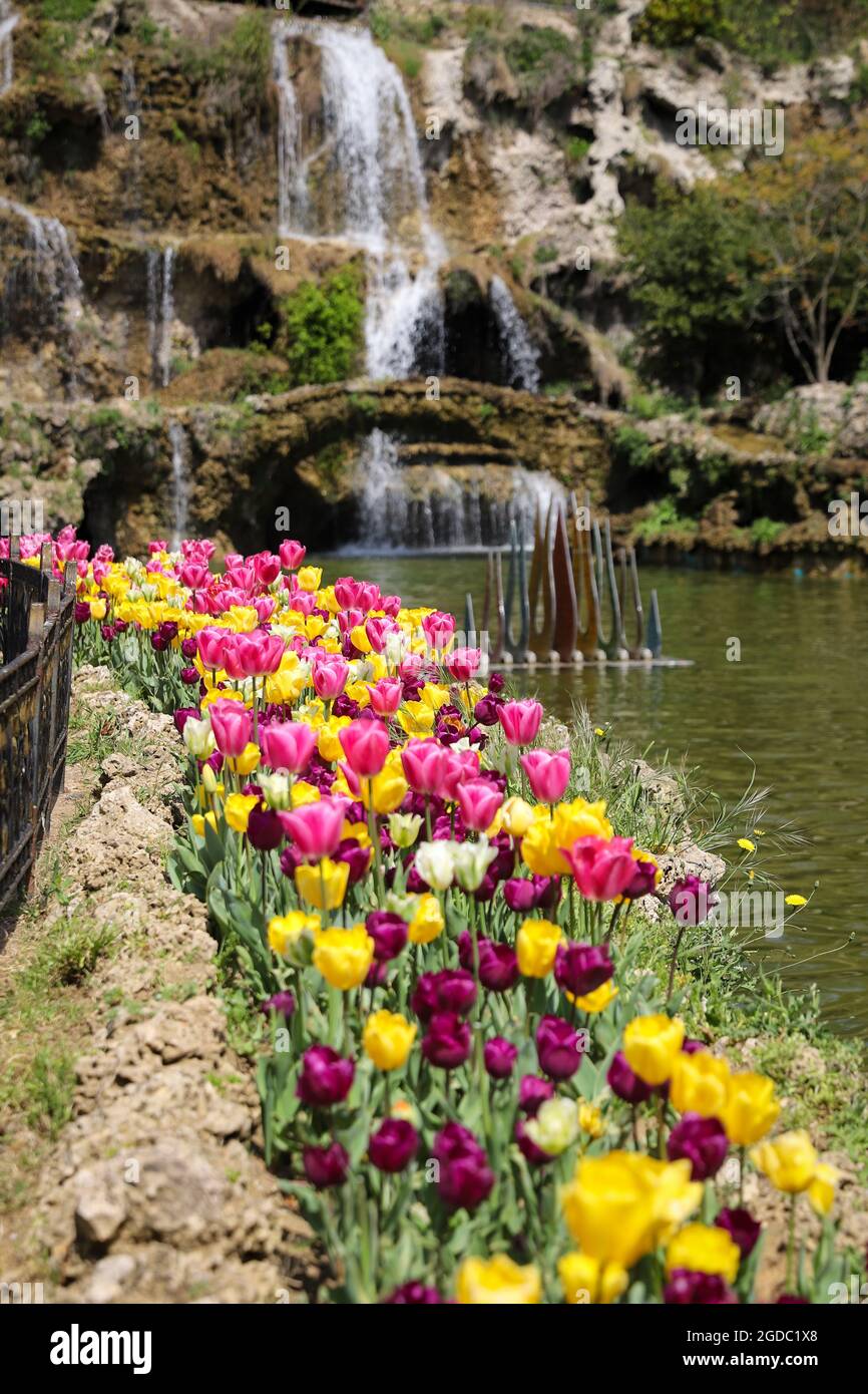 Colorful Tulips in Emirgan Park, Istanbul City, Turkey Stock Photo - Alamy