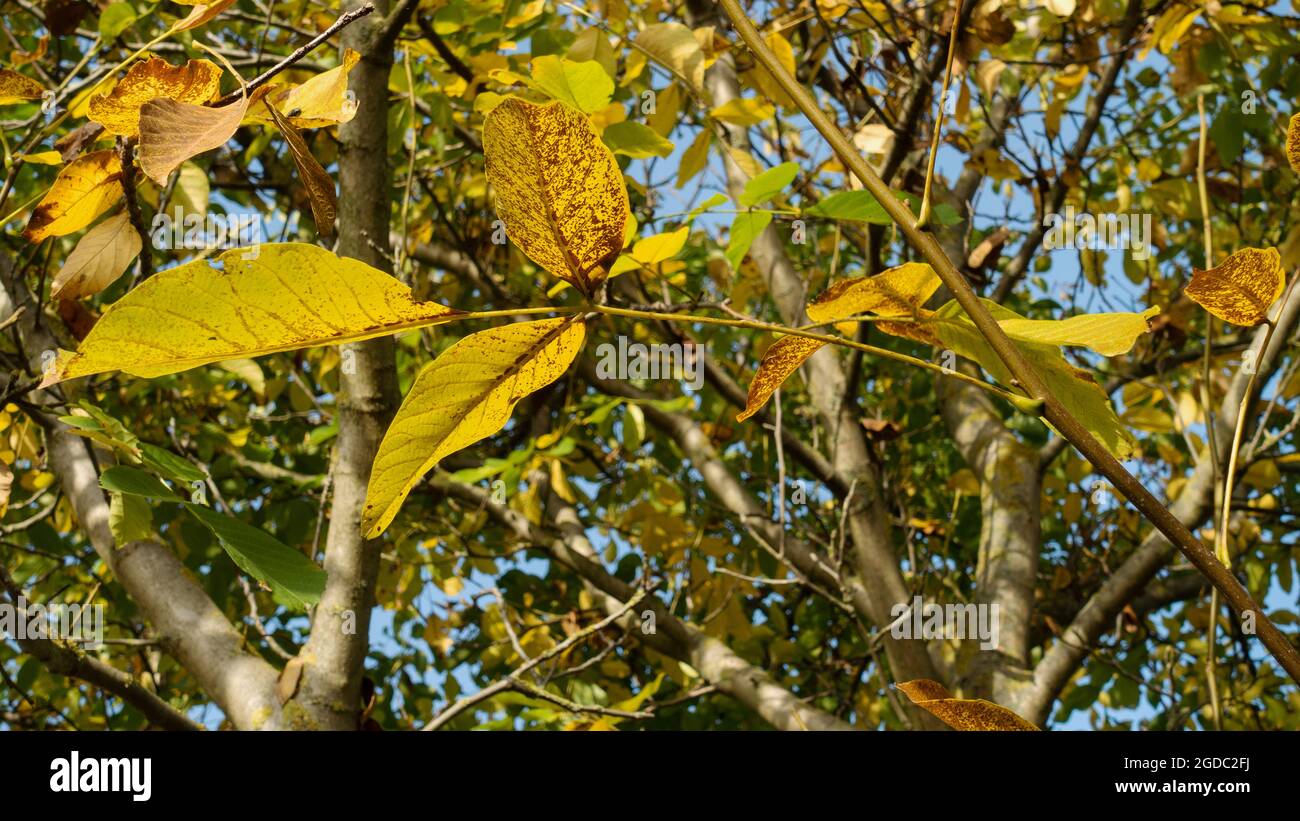 Walnut tree, Juglans regia, in autumn Stock Photo - Alamy