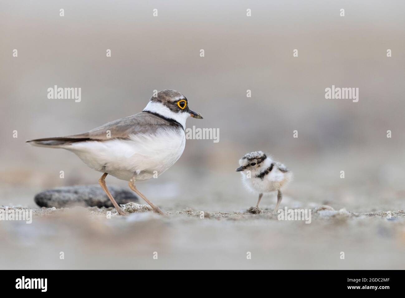 little ringed plover with his chick Stock Photo - Alamy