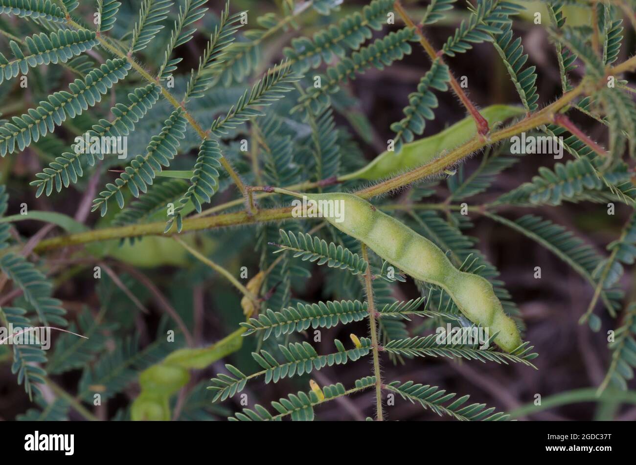 Prairie Acacia, Acacia angustissima, fruit Stock Photo - Alamy