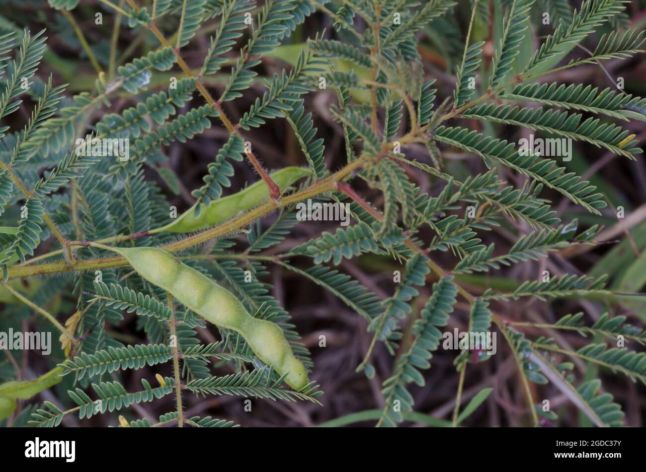 Prairie Acacia, Acacia angustissima, fruit Stock Photo - Alamy