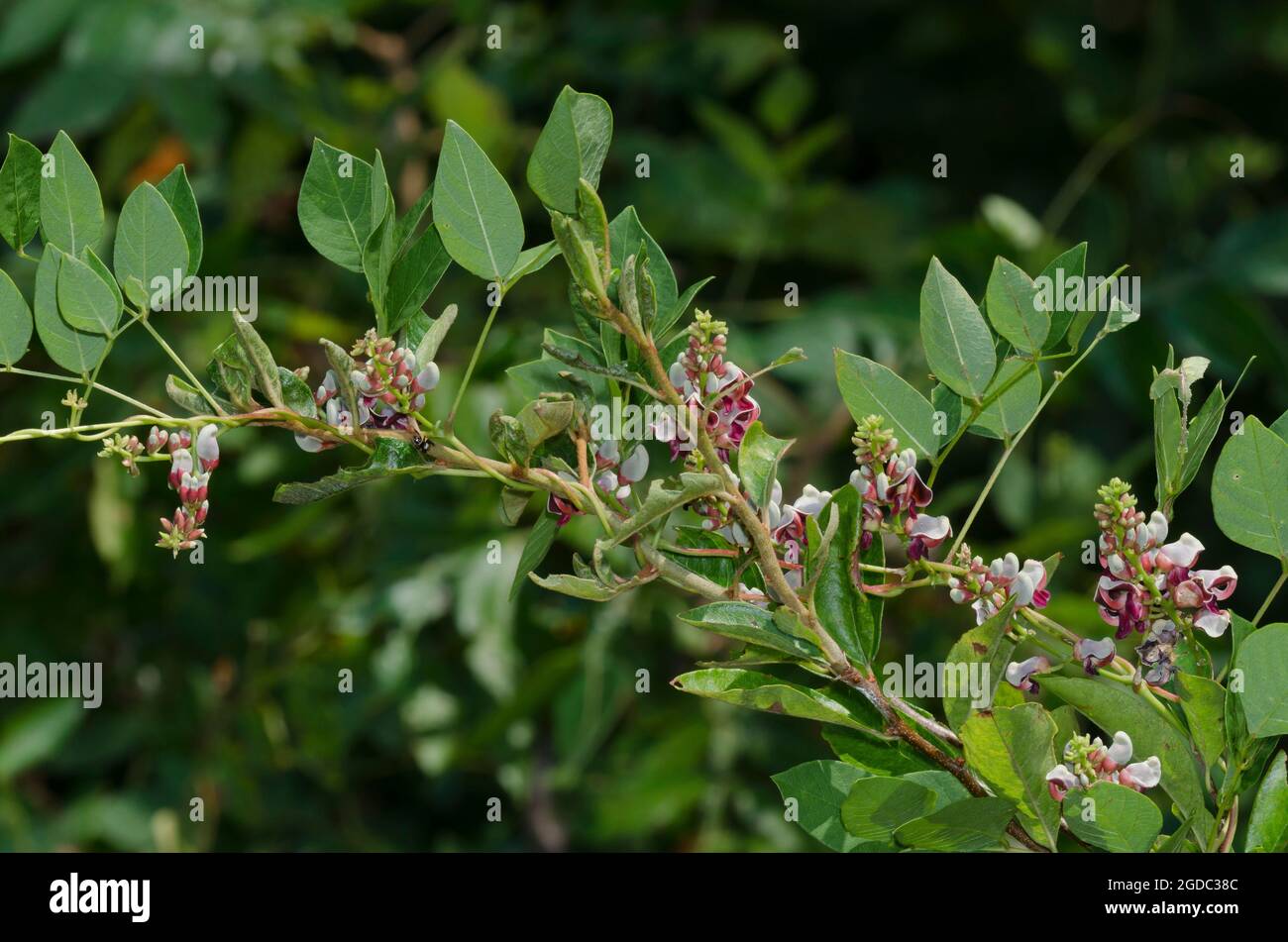 American Groundnut, Apios americana Stock Photo - Alamy
