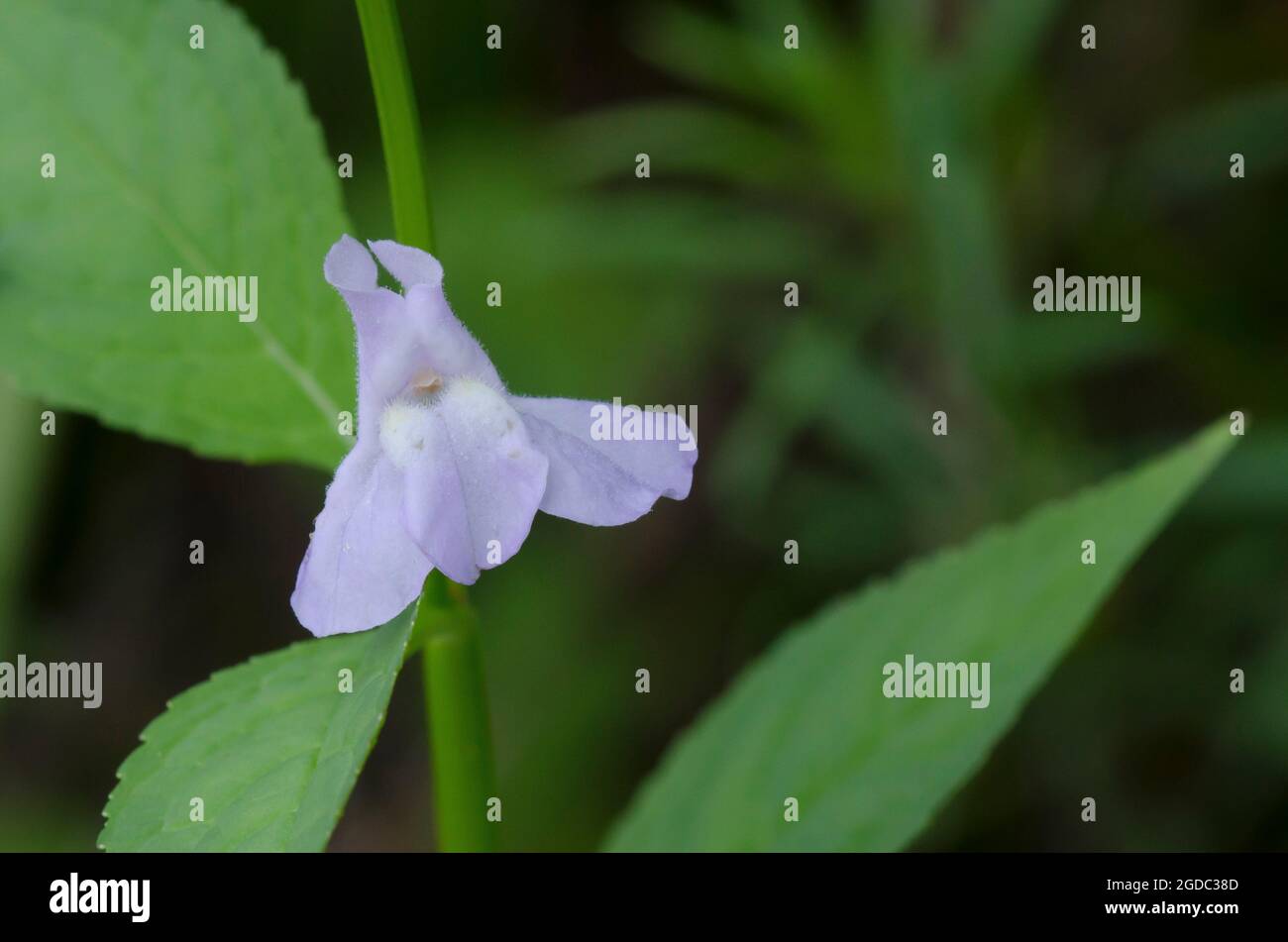 Sharpwing Monkeyflower, Mimulus alatus Stock Photo - Alamy