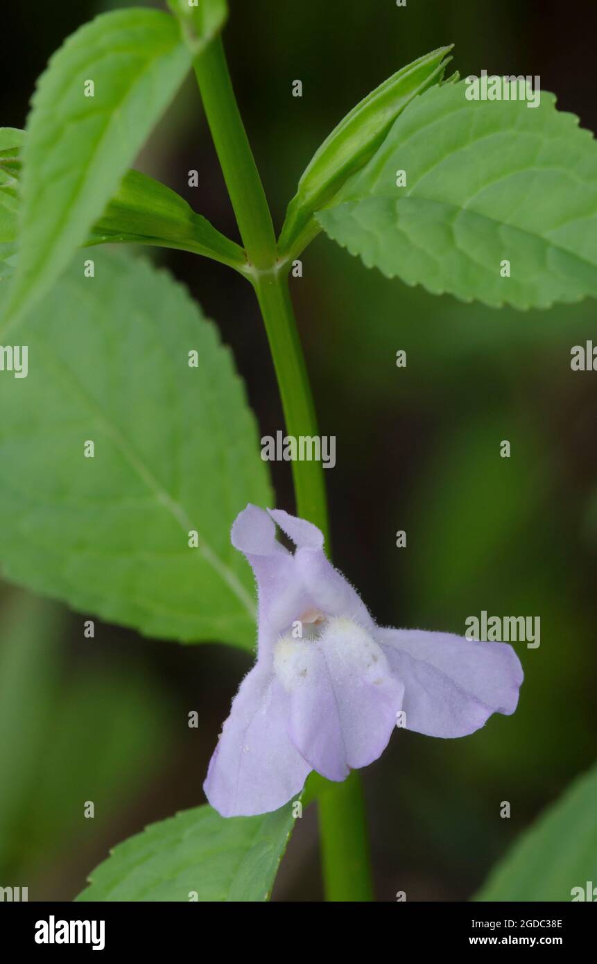 Sharpwing Monkeyflower, Mimulus alatus Stock Photo - Alamy