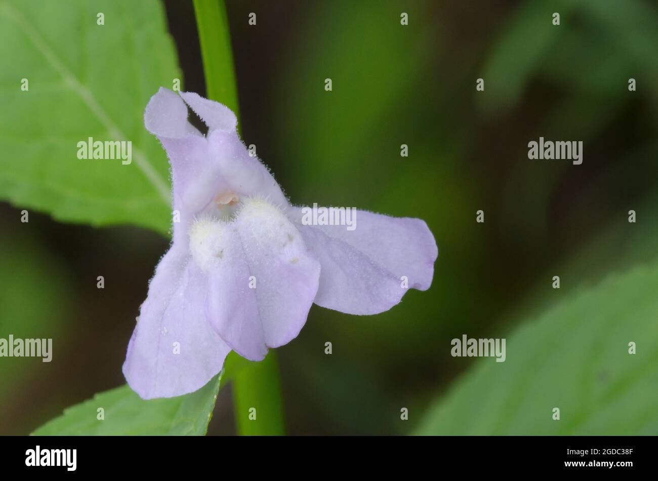 Sharpwing Monkeyflower, Mimulus alatus Stock Photo - Alamy