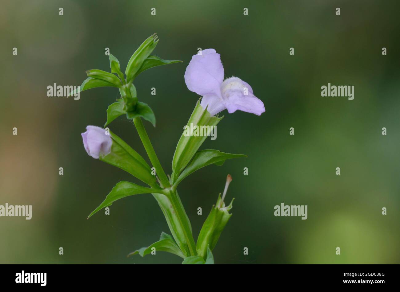 Sharpwing Monkeyflower, Mimulus alatus Stock Photo - Alamy