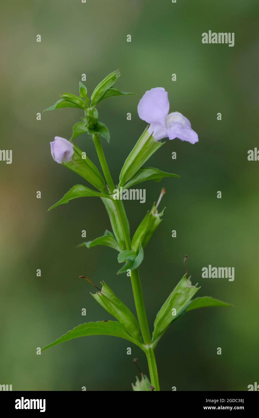Sharpwing Monkeyflower, Mimulus alatus Stock Photo - Alamy