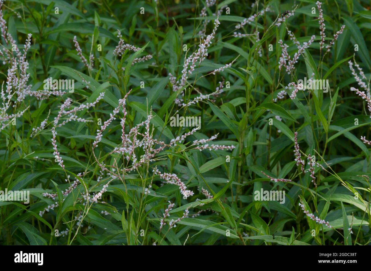 Swamp Smartweed, Persicaria hydropiperoides Stock Photo - Alamy
