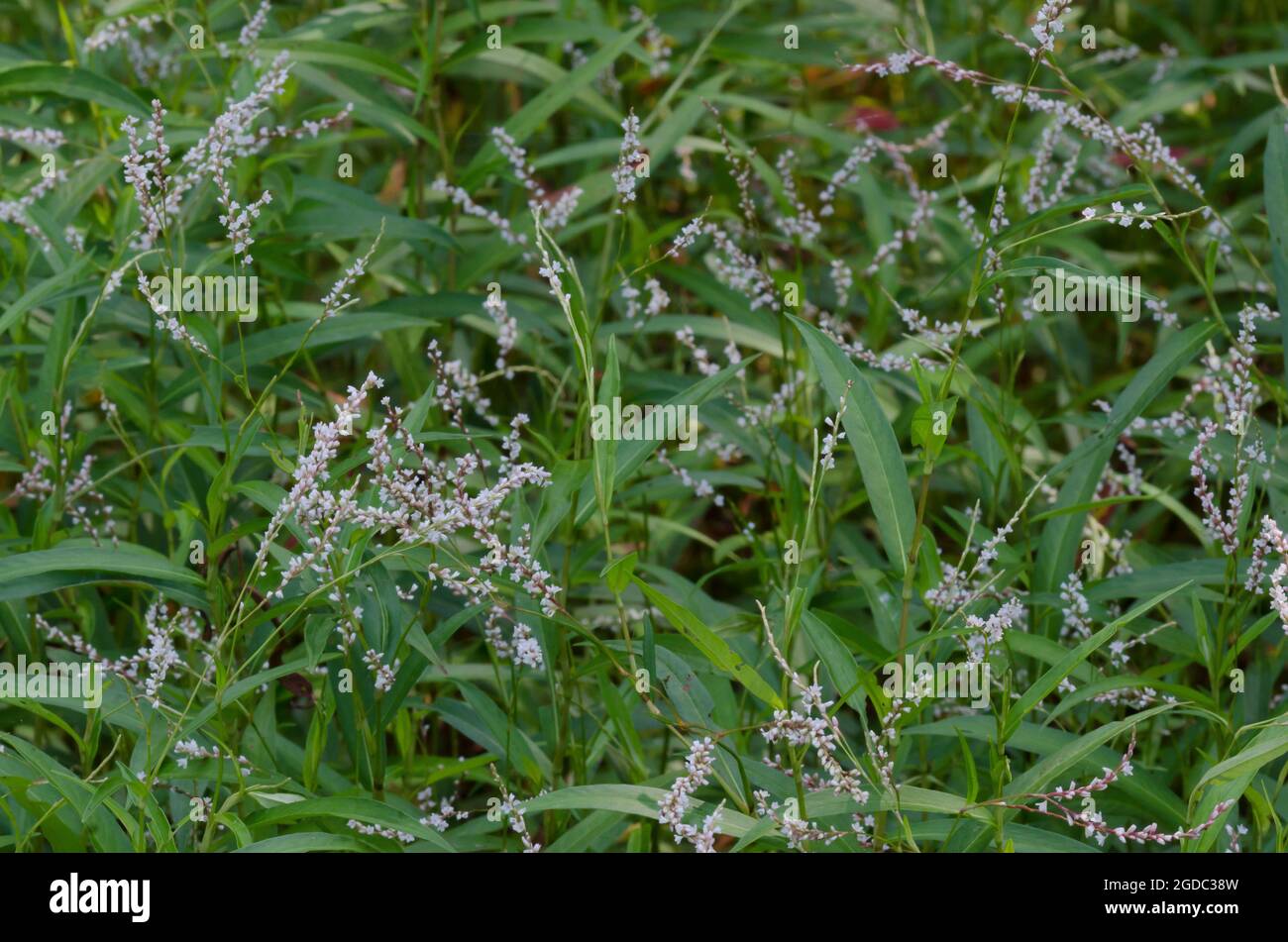 Swamp Smartweed, Persicaria hydropiperoides Stock Photo - Alamy