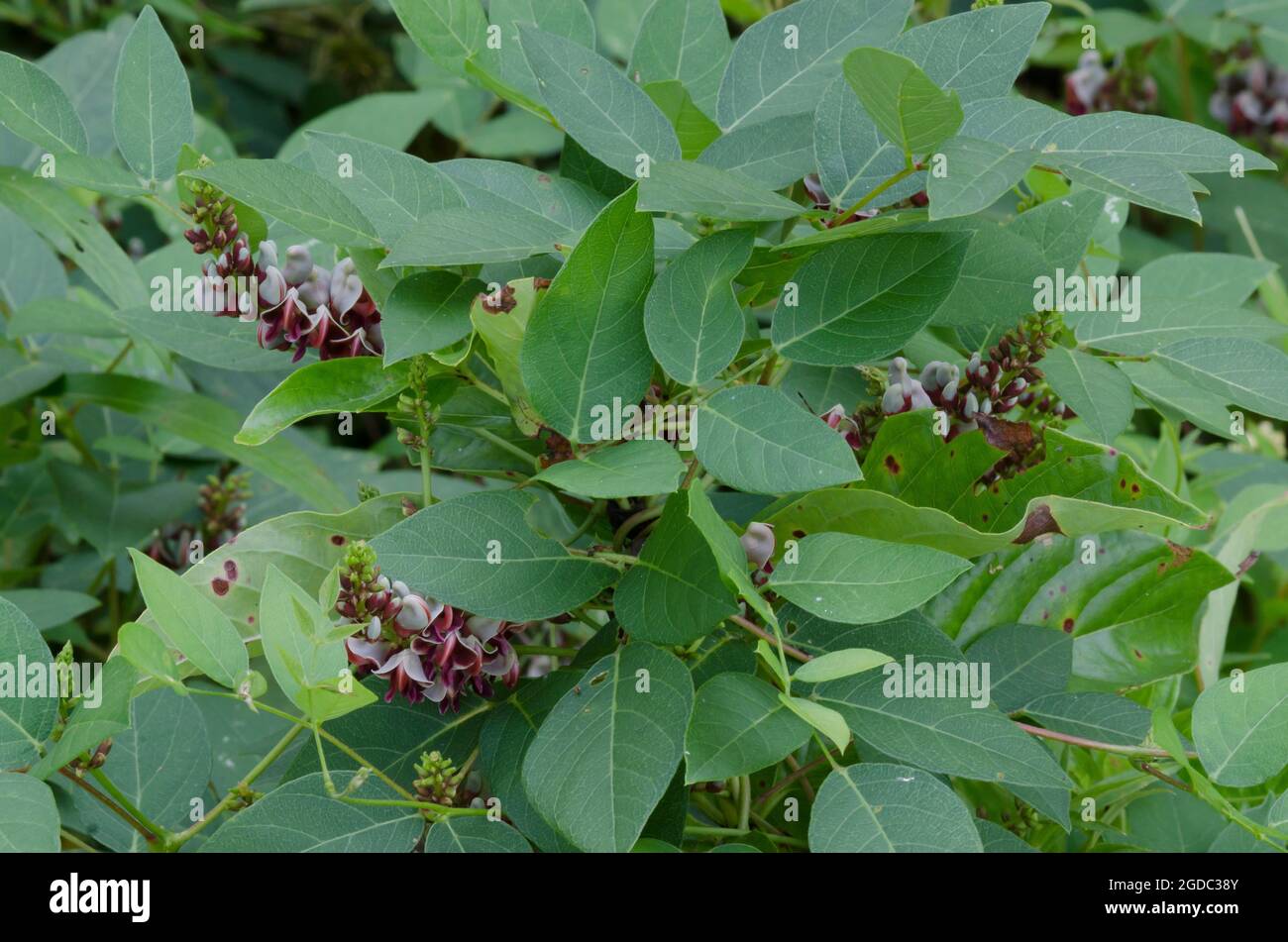 Groundnut Apios Americana