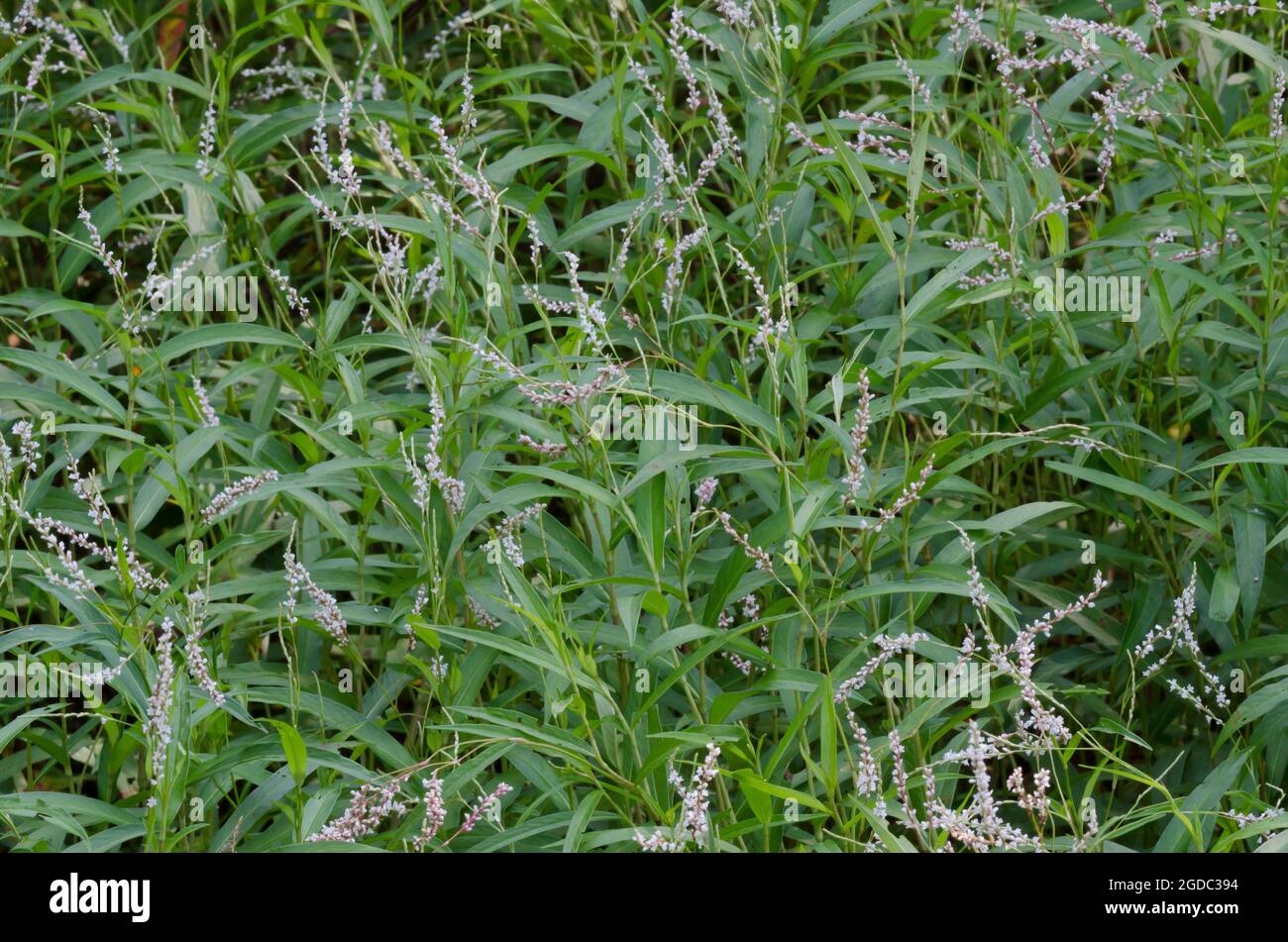 Swamp Smartweed, Persicaria hydropiperoides Stock Photo - Alamy