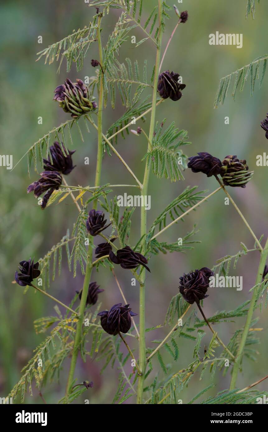 Illinois Bundleflower, Desmanthus illinoensis, fruit Stock Photo - Alamy