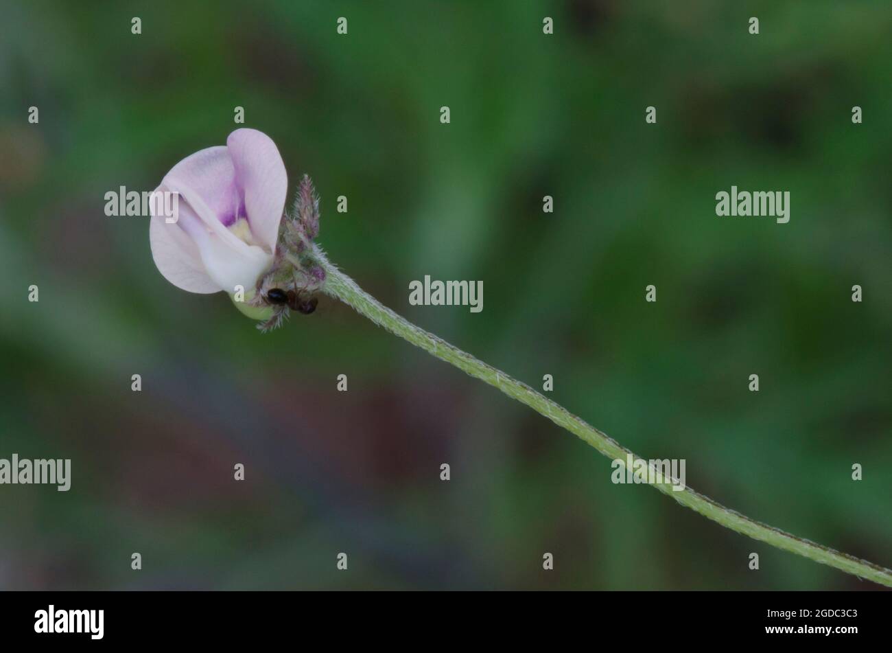 Slickseed Fuzzybean, Strophostyles leiosperma Stock Photo - Alamy