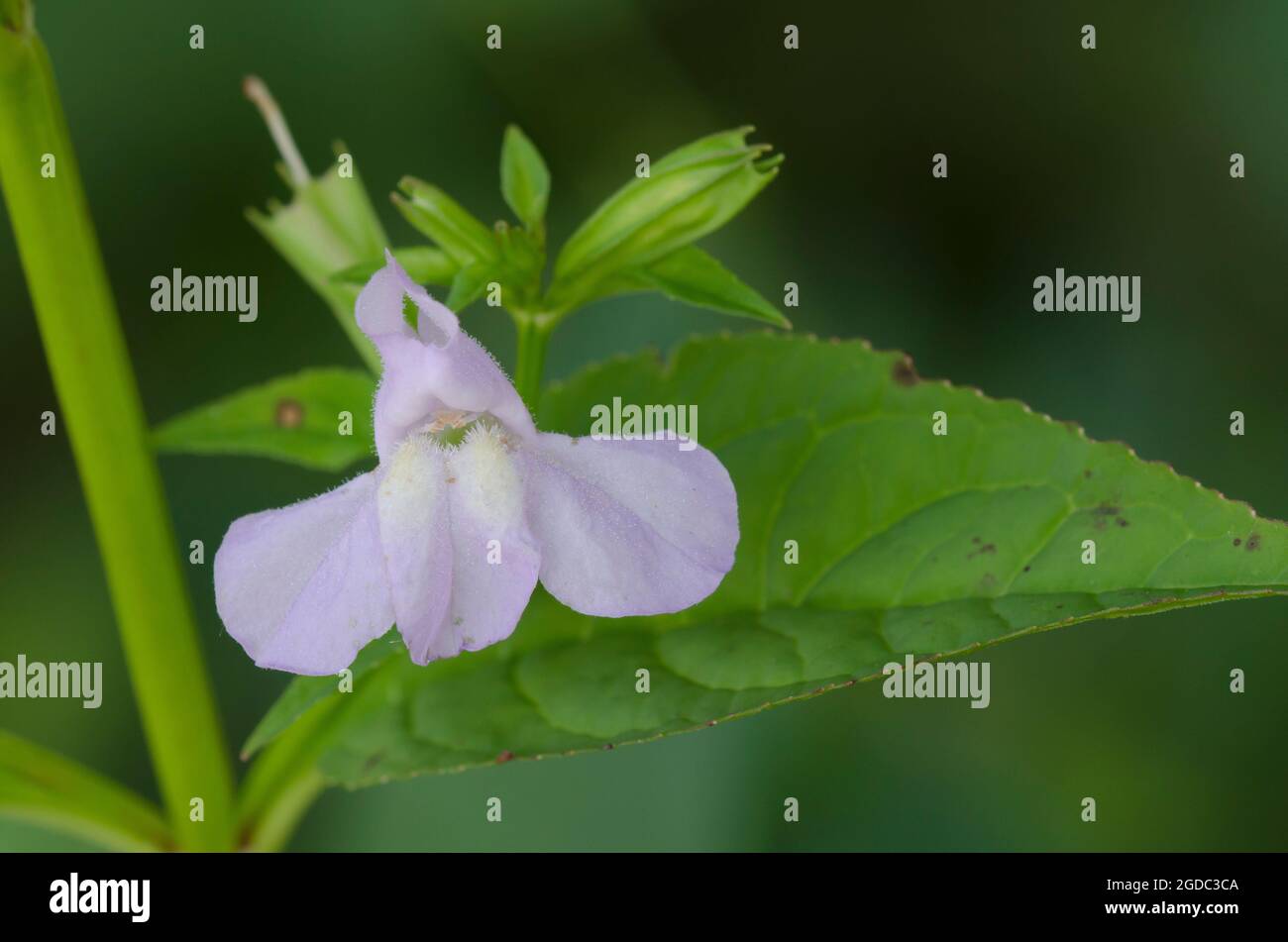 Sharpwing Monkeyflower, Mimulus alatus Stock Photo - Alamy