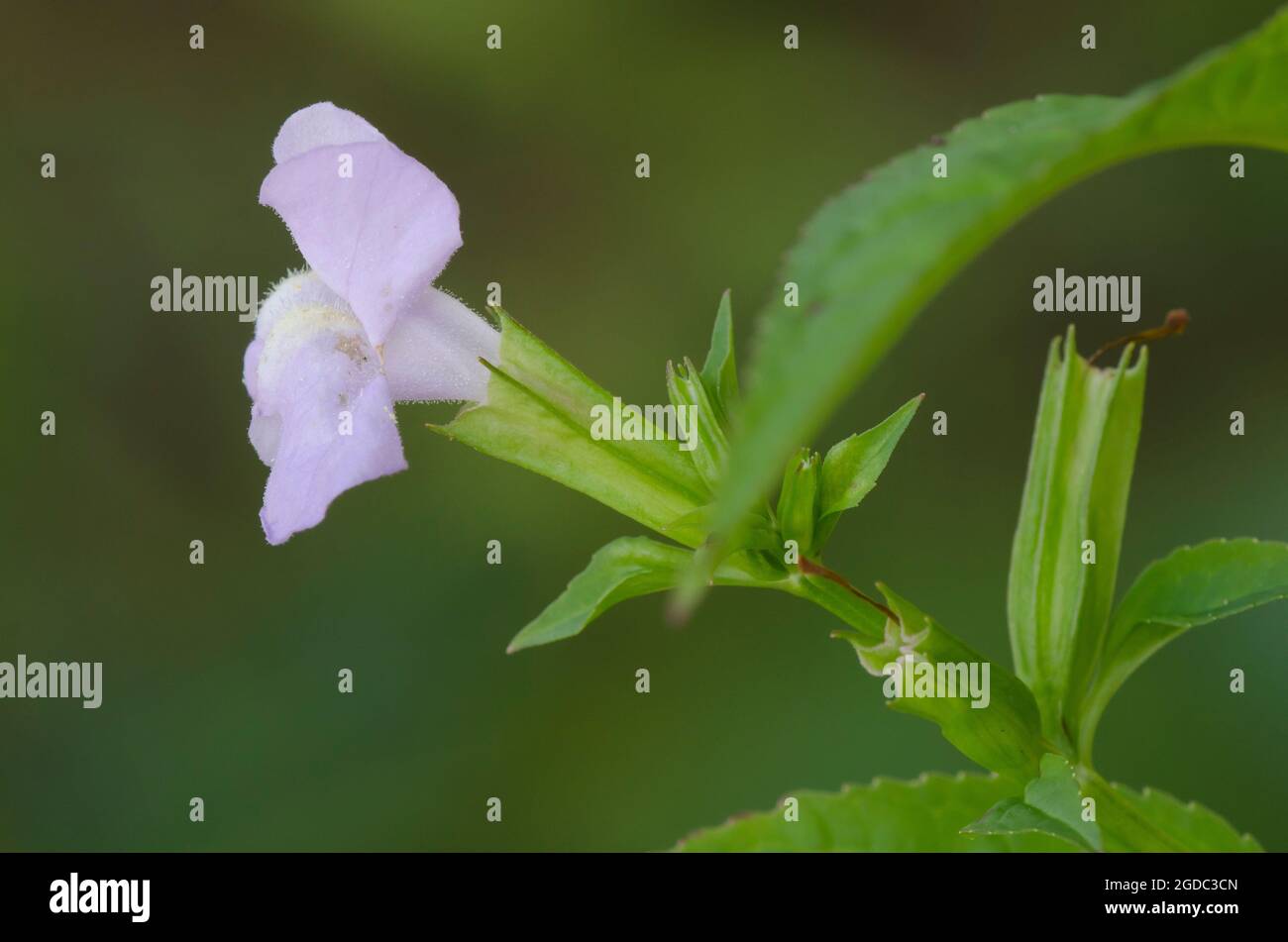 Sharpwing Monkeyflower, Mimulus alatus Stock Photo - Alamy